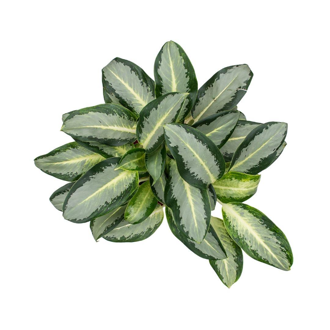 Aglaonema Golden bay 18" - 20" – Terraplants